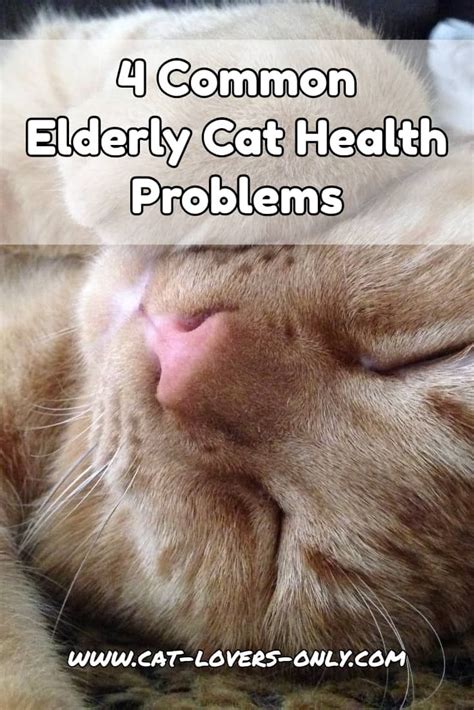 Common Elderly Cat Health Problems Signs Symptoms And Causes Of The