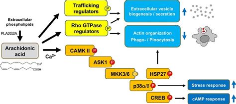 Arachidonic Acid Phospholipase A
