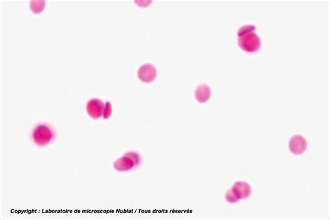 Free Red Cells Biconcave Shape In 3d View Microscope Slide Smartqat