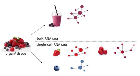 Difference In Resolution From Bulk And Single Cell Rna Seq Data On The