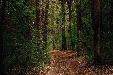 숲 배경 초록 Pixabay의 무료 사진 Pixabay