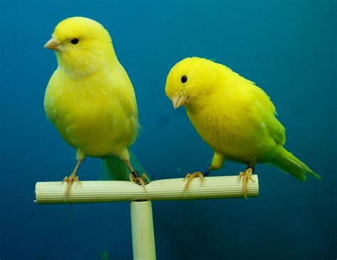 Free Images Wing Green Beak Yellow Fauna Lovebird Vertebrate