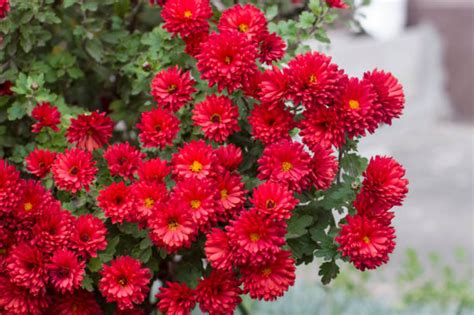 Memahami Arti Bunga Krisan Putih Dan Warna Bunga Krisan Lainnya Varia Id