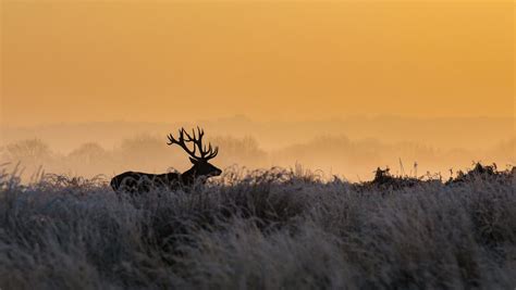 Richmond Deer Bing Wallpaper Download