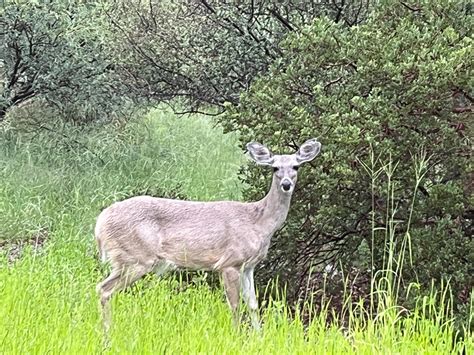 Oracle Frank Pierson