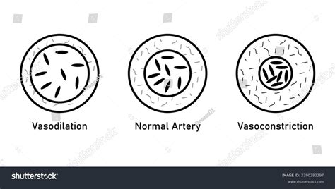 Vasodilation Vasoconstriction Normal Cross Section Normal Stock Vector