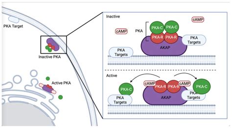 Functional Insights Into Protein Kinase A Pka Signaling From C