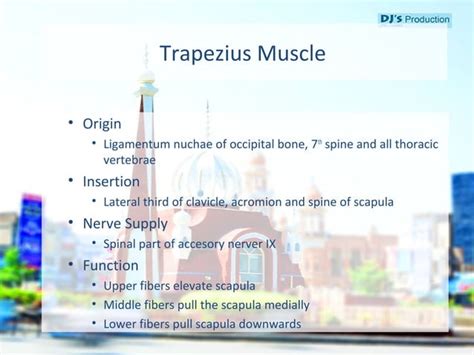 Shoulder Girdle And Brachial Plexus Anatomy Ppt