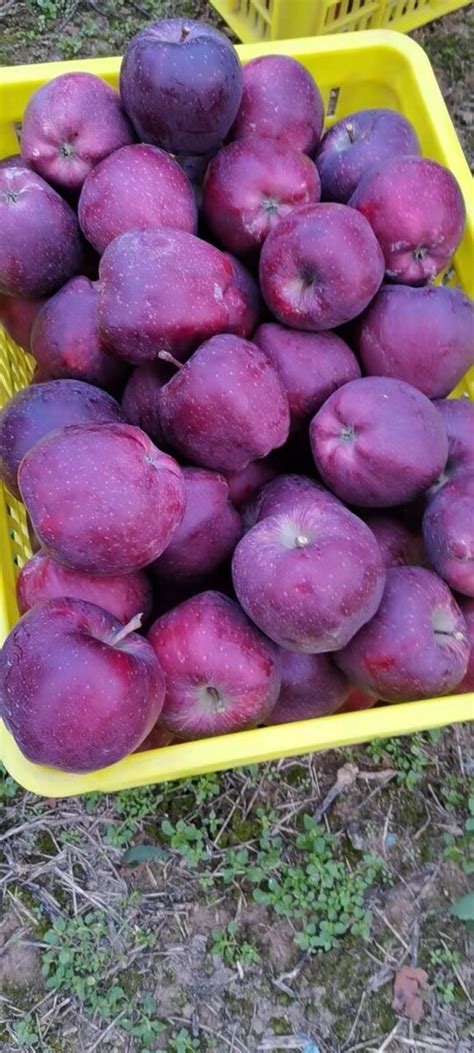 雪原花牛苹果天水花牛苹果的特点花牛苹果品种优势大山谷图库