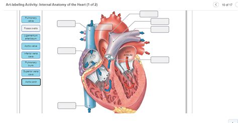 Solved Art Labeling Activity Internal Anatomy Of The Heart