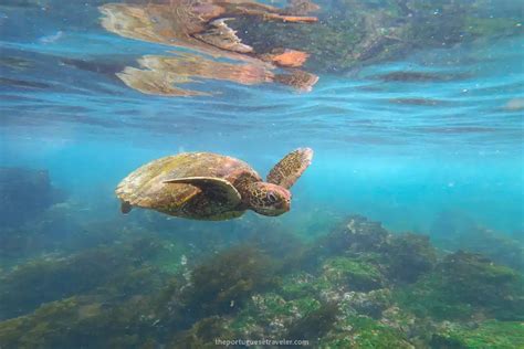 22 Best Galapagos Islands Tours Land Based 2025 Guide