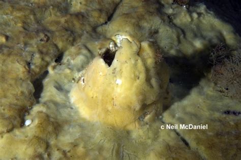 Worms World Register Of Marine Species