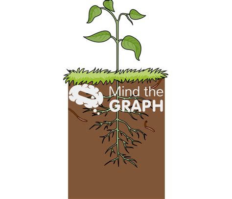 Free Plant Root Soil Recovered Icons Symbols Pictures And Images Mind The Graph