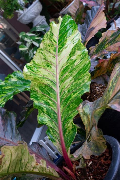 Anthurium Renaissance Or Anthurium Renaissance Plant Small Plant Or
