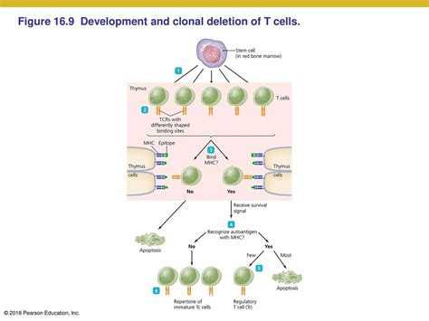 16 Adaptive Immunity Ppt Download