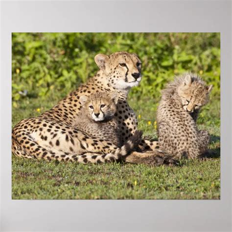 Leopard Cheetah Mom And 2 Cubs Framed Picture 21 Munimorogobpe