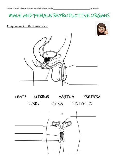 Reproductive System Female And Male