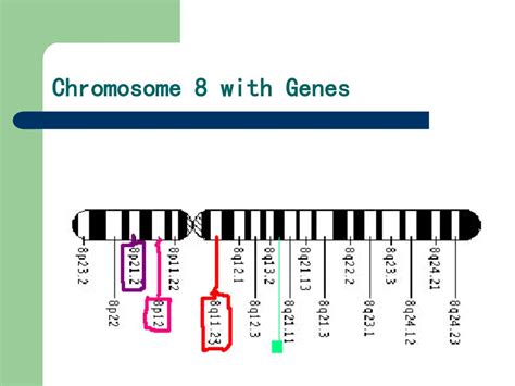 Ppt Chromosome 8 Powerpoint Presentation Free Download Id6022808
