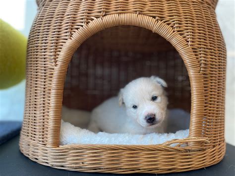 진도혼종 똘이 스피츠성격 시바견성격 시베리안허스키성격 시츄성격 요크셔테리어성격 웰시코기성격 이탈리아그레이하운드성격 치와와성격 코카스파니엘성격 폼스키성격 폼치성격 폼피츠성격