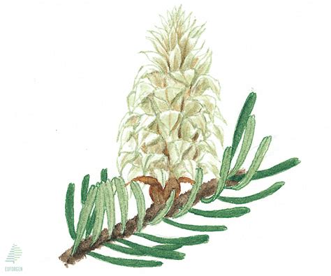 Abies Alba Euforgen European Forest Genetic Resources Programme