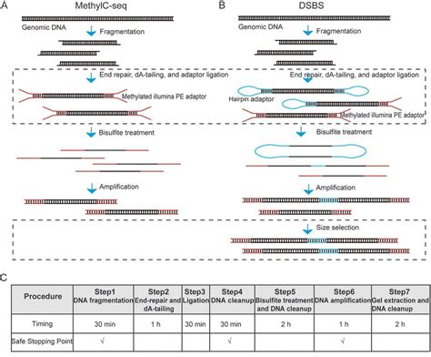 Experimental Diagram Of Double Strand Bisulfite Sequencing Dsbs And Download Scientific