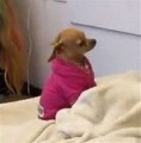 31 Dog Reactions For Everyday Situations Artofit