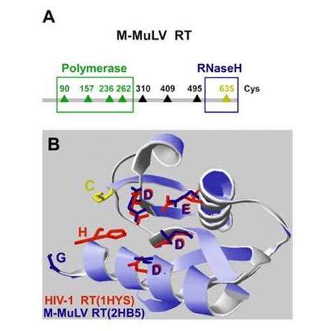 M Mulv Reverse Transcriptase In Sarpanch Complex Biomax Corporation