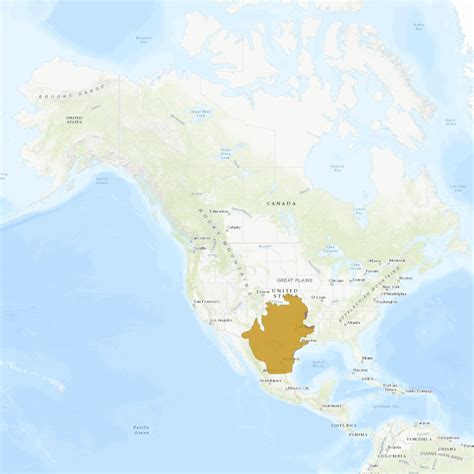 Definitive Guide To Texas Horned Lizard Facts Habitat Conservation