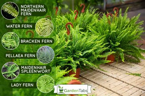 Ferns For Pots In Full Sun Outdoors [11 Excellent Ideas For Your