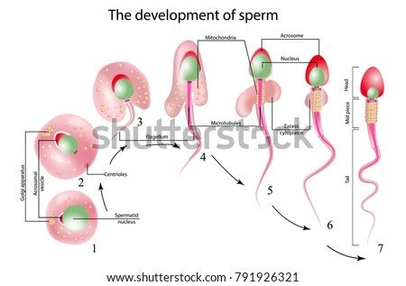 Development Sperm Human Sperm Cell Anatomy Stock Vektor 791926321