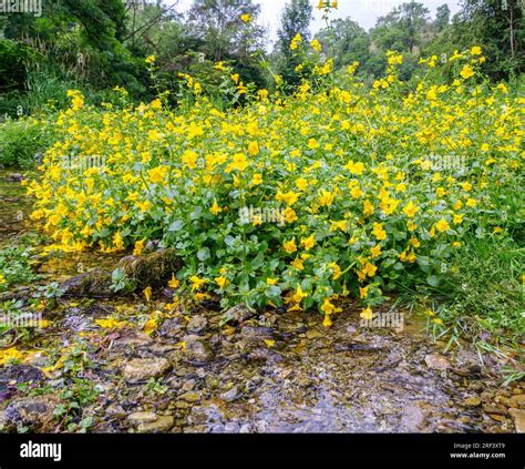 Monkey Flower Mimulus Guttatus Growing In Shallow Water Along The River