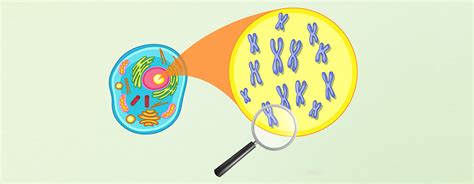 Telomeres Simply Explained What They Have To Do With Aging And What