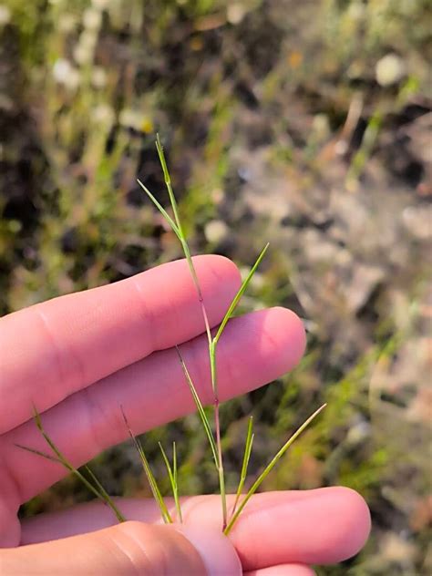 How To Grow Parapholis Filiformis Earthone