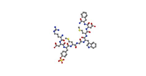 Colecistoquinina Qué Es Y Efectos De Esta Hormona Y Neurotransmisor