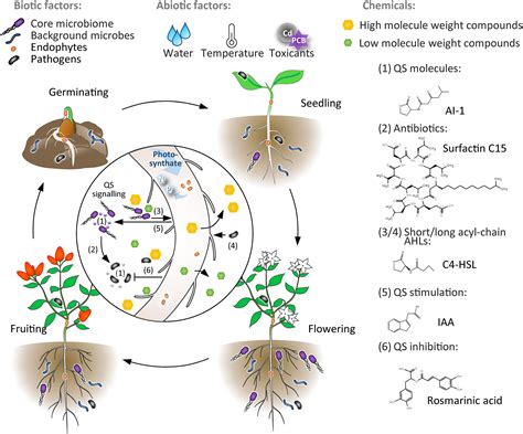 Rational Management Of The Plant Microbiome For The Second Green