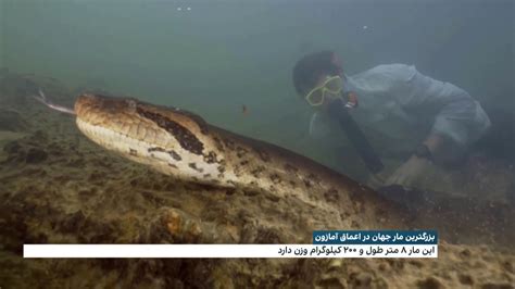 کشف بزرگترین مار جهان در اعماق جنگل‌های آمازون Youtube