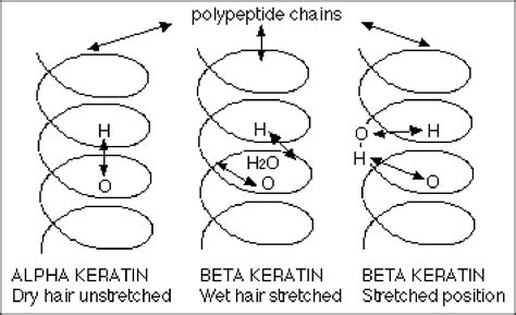 Polypeptide Chain In Hair