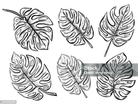 흰색 배경에 선형 설정된 몬스테라 잎의 스케치 그림입니다 열 대 나무의 벡터 그림입니다 0명에 대한 스톡 벡터 아트 및 기타 이미지 0명 개념 개체 그룹 Istock