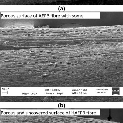 Scanning Electron Microscopy Micrographs Of The Fibers A Refb B