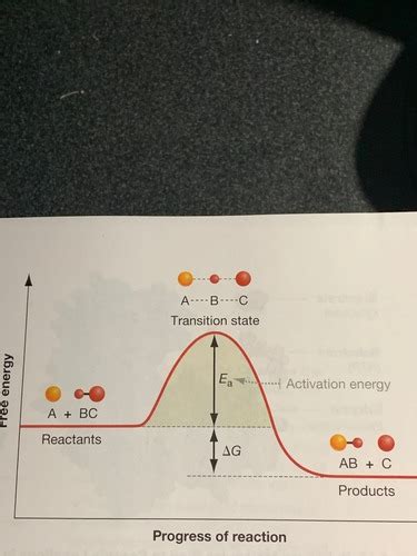 Chapter 8 Biology Flashcards Quizlet