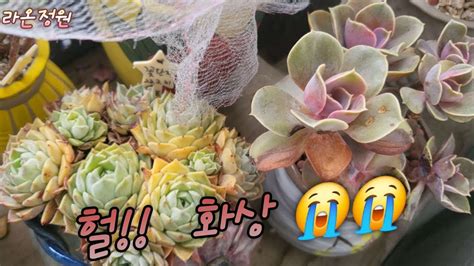 240421 실외기위 흰 망사 안에서 화상입은 다육이들 다육 다육식물 다육이succulent Korean