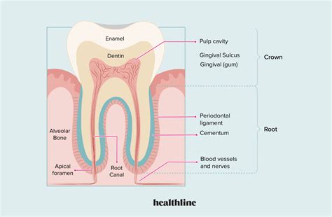Gingival Sulcus Definition Depth Treatment More