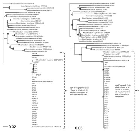 32 Phylogenies Reconstructed Using Nifh And Nodc Gene Sequences
