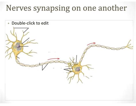Nerves Synapsing On One Another Quiz