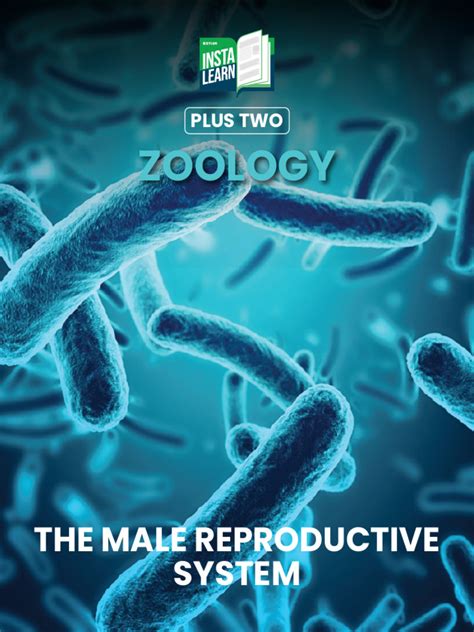 Human Reproduction Pdf Menstrual Cycle Testicle