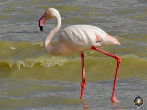 ცხოველების სურათები