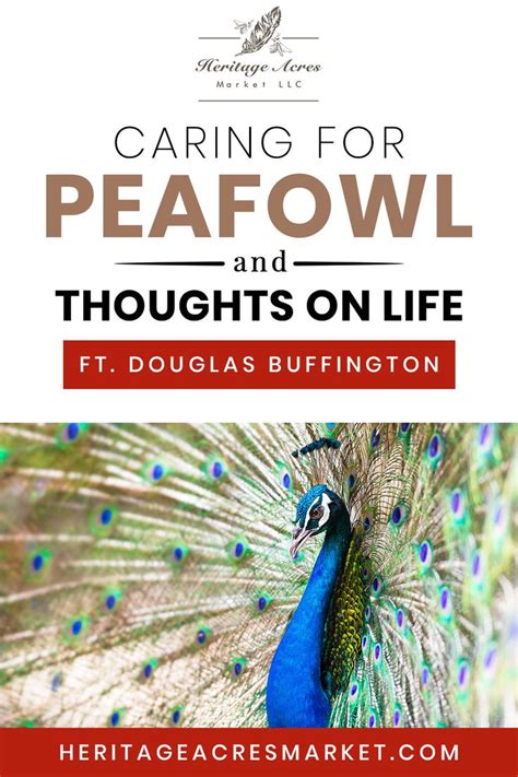 Caring For Peafowl And Thoughts On Life Ft Douglas Buffington
