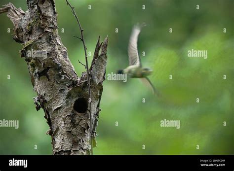 Bird Flying Out Of Its Nesting Hole On A Dry Tree Trunk Archival Photo