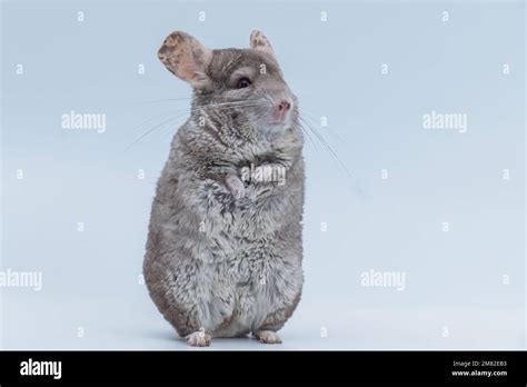Chinchilla Demonstration Fotos Und Bildmaterial In Hoher Auflösung Alamy