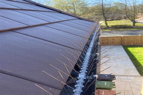 Bird Proofing Spiking And Netting Liverpool Pest Controls